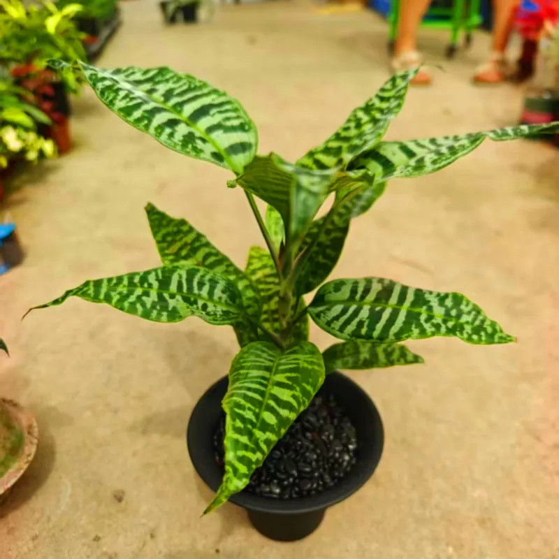 稀有虎斑龙血树 进口迷彩虎纹叶片室内轻奢观叶绿植基地直发