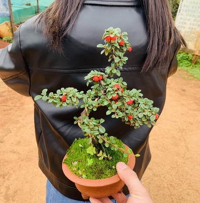 白花荀子不落叶红果老桩阳台盆景