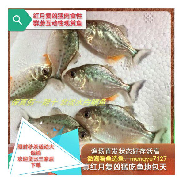 红文鱼活热带群养肉食性猛鱼淡水凶猛宠物观赏鱼特价