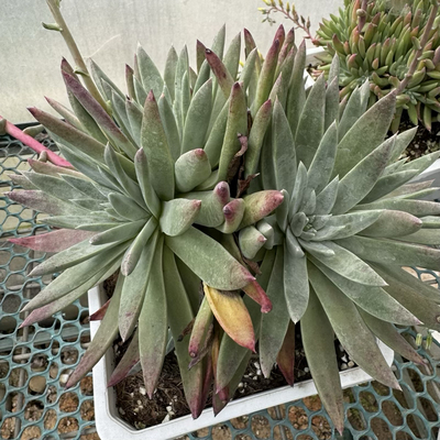 海瑟杂鱿鱼仙女杯参考9厘米盆脱土发货不含盆