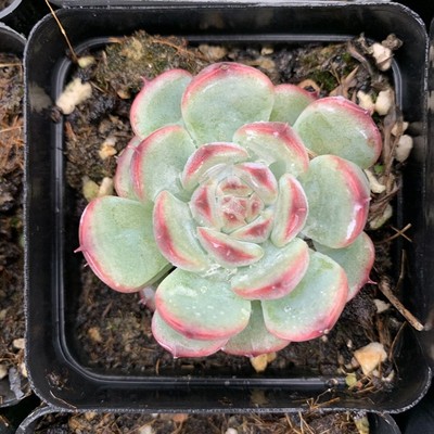 马赛尔7厘米方盆趣味多肉防辐射适合窗台盆栽全场满18包邮