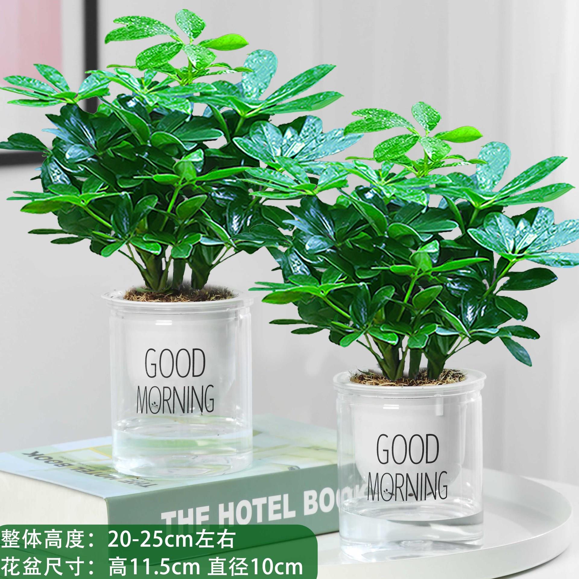 八方来财鸭脚木四季常青办公室内桌面绿植盆栽花卉发财树苗招财树