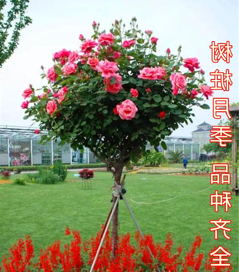 树状月季花苗大花浓香阳台花卉盆栽嫁接树桩欧月高杆玫瑰四季开花