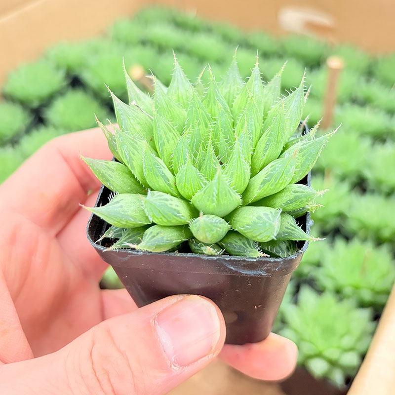 水晶莲玉露多肉植物室内盆栽宝莲冰灯黄金草玉露三角琉璃殿罕见