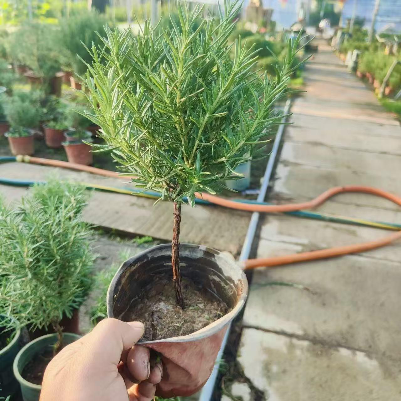 可食用植物迷迭香室内盆栽带香味大绿植客厅美化空气好养懒人花卉