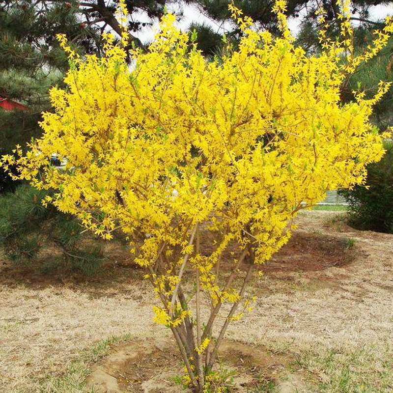 金腰带连翘花盆景绿植盆栽庭院花园观花迎春花植物黄老虎垂吊攀援