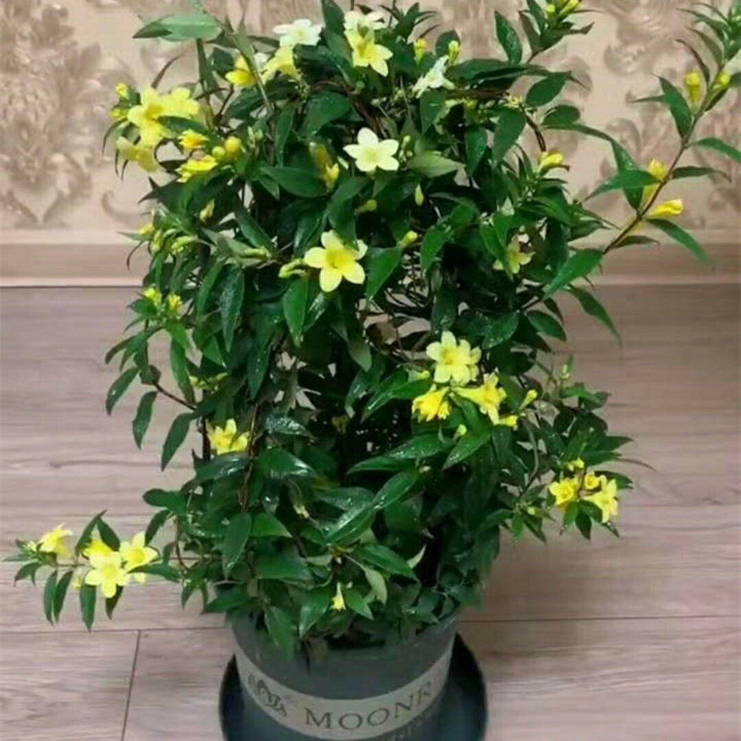 新品冬季带花苞绿植小盆栽 法国香水茉莉花苗 爬藤植物耐寒黄茉莉