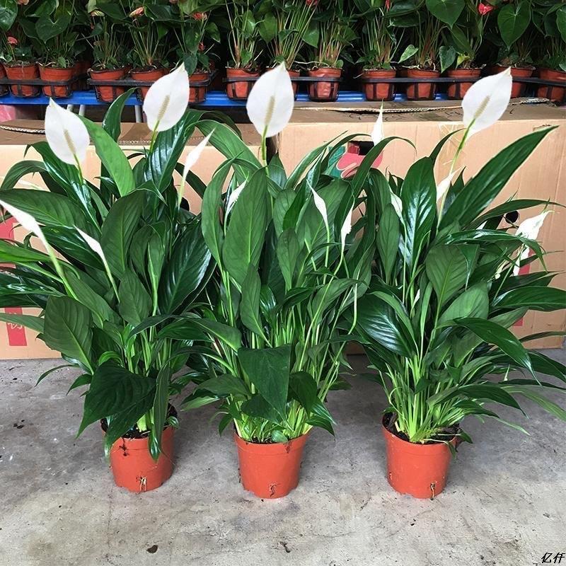 大苗白掌盆栽室内观叶绿植好养四季常青净化空气水培土培植物花卉