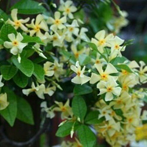 新品种托斯卡纳之星黄花络石风车茉莉四季常青庭院花园爬藤植物