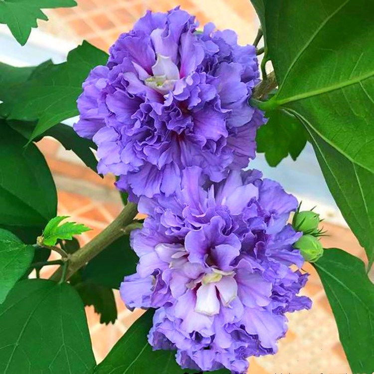 重瓣紫玉木槿盆栽日本蓝紫色花卉阳台庭院观花植物花园绿植可食用