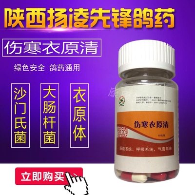 先锋鸽药伤寒衣原清胶囊药鹦鹉信鸽副伤寒衣原体单眼伤风沙门氏菌