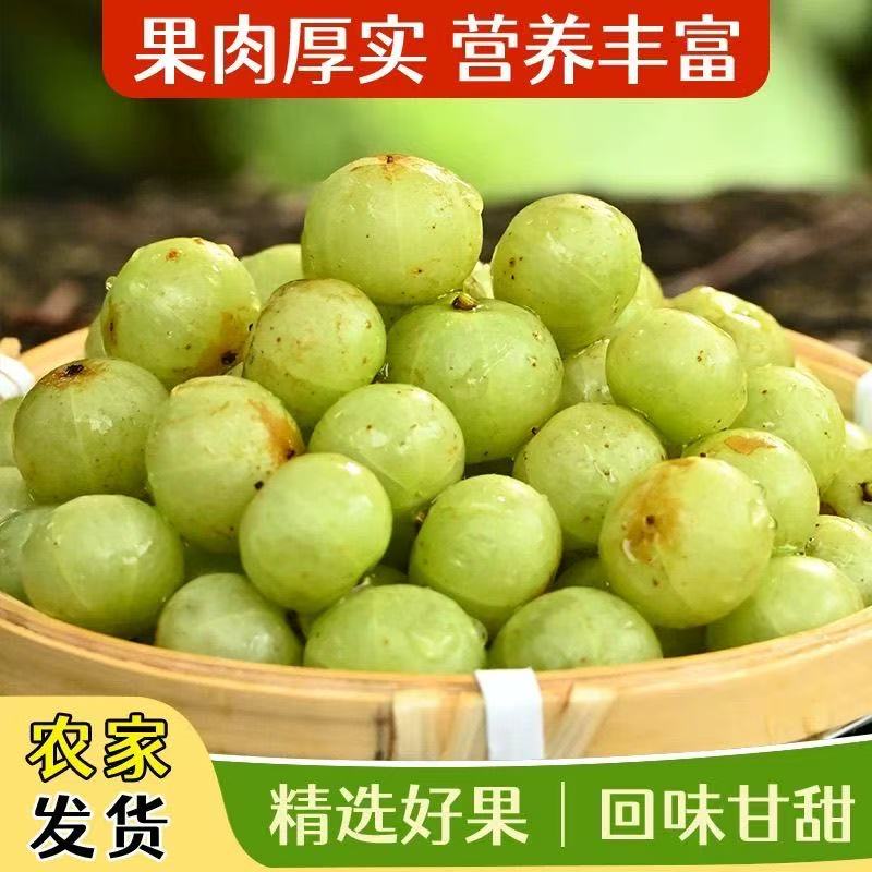 新鲜采摘油甘余甘果子潮汕油甘赤皮油柑新鲜橄榄果油甘果新鲜榨汁