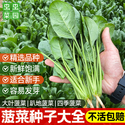 大叶菠菜种子耐寒老品种