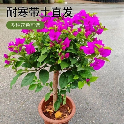 带原土盆重瓣三角梅盆栽老桩苗