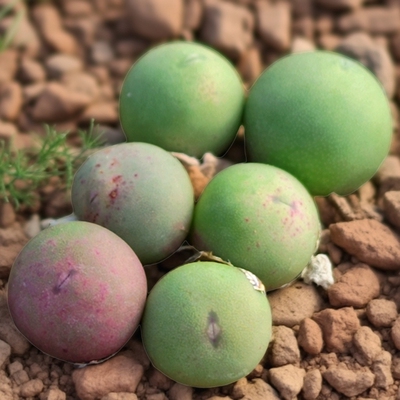 肉肉植物多肉包邮肉锥鸽子蛋萌肉