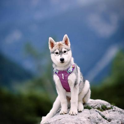 【现货】woollywolf新色胸背带