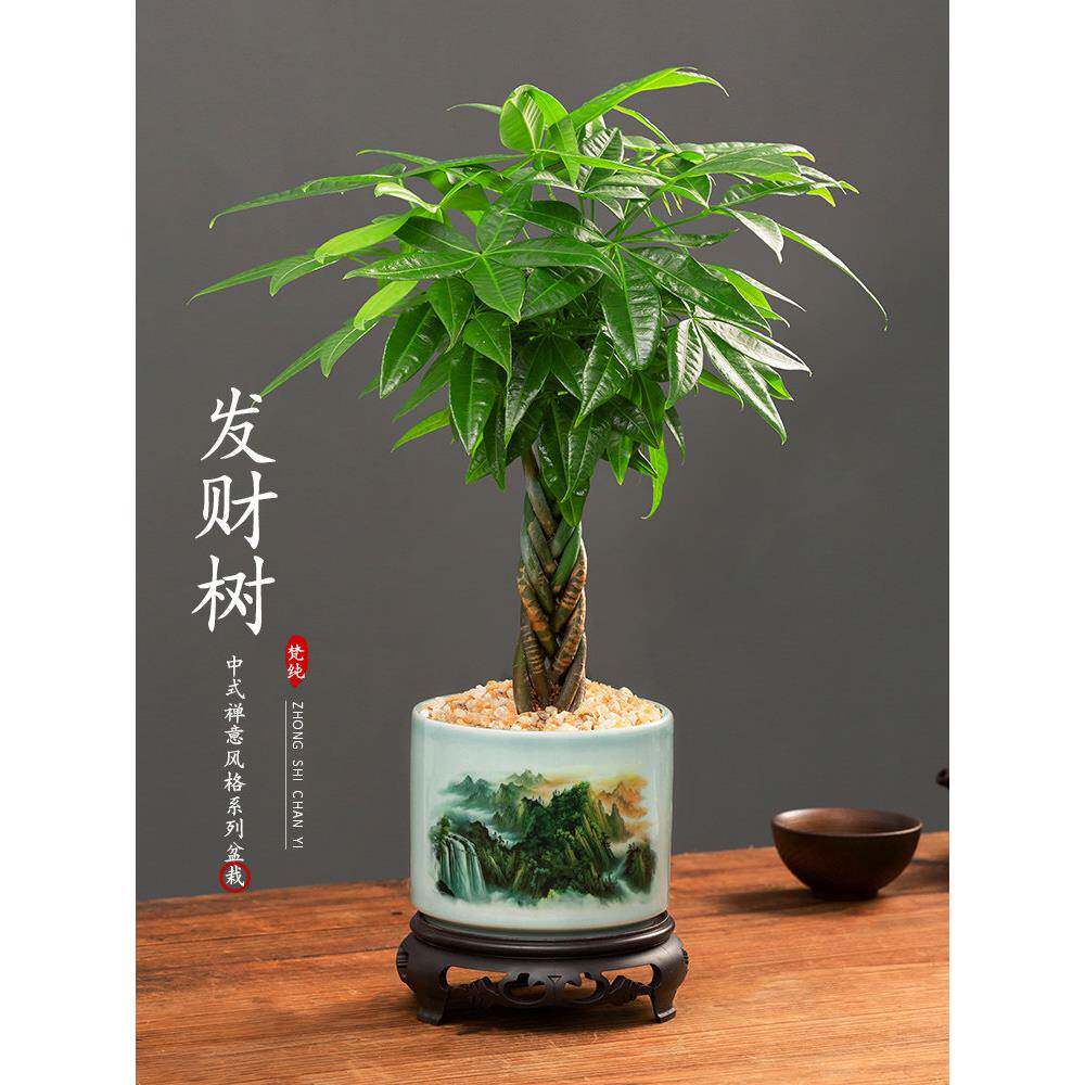 发财树盆栽室内植物花卉绿植办公室客厅桌面小盆景四季好养招财树