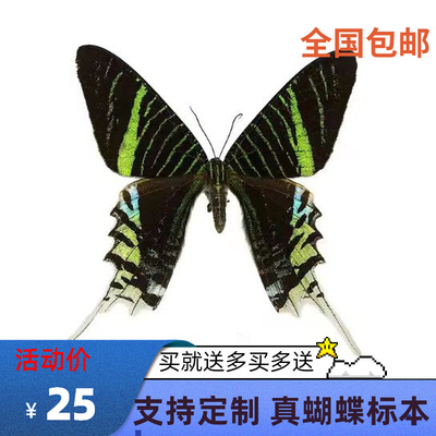 月亮蛾日落蛾金燕蛾真蝴蝶原蝶标本动物翅相框礼品
