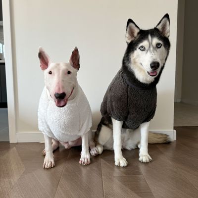 泡泡绒软软糯糯小卫衣中大型犬