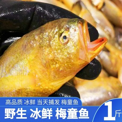 梅童鱼海捕细眼梅童鱼