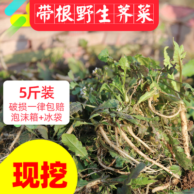 野生荠菜带根现挖发货