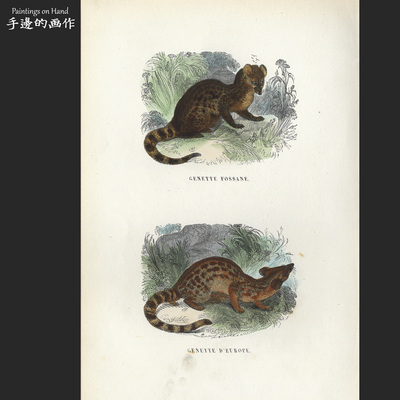 法国1873年古董手工上色木刻版画博物复古装饰画/Buffon/麝香猫