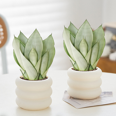 白玉兰盆栽室内绿植花卉虎皮兰客厅办公室四季好养活盆景植物花苗