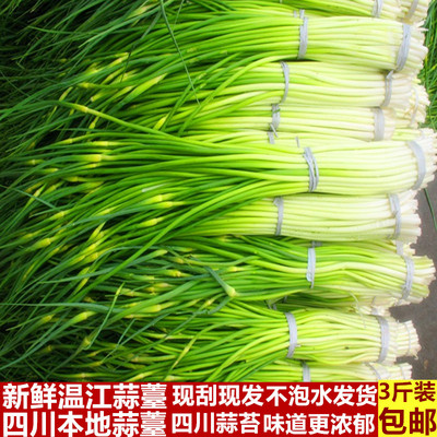 四川新鲜蒜苔时令蔬菜不发水