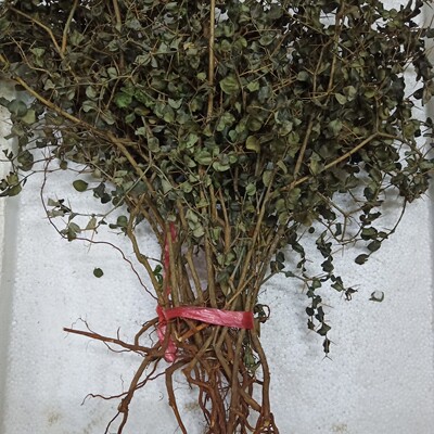 野生珠新货干品500克包邮中药材