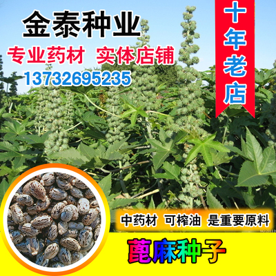 四季蓖麻种子蓖麻子饱满篦麻籽仁