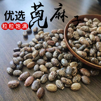 蓖麻子中药材 生蓖麻子仁 农家蓖麻籽种子 新鲜无硫优选500克包邮