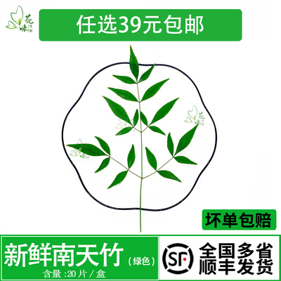 新鲜绿南天 南天竹叶非枫叶酒店西餐日料摆盘装饰花草点缀 20支