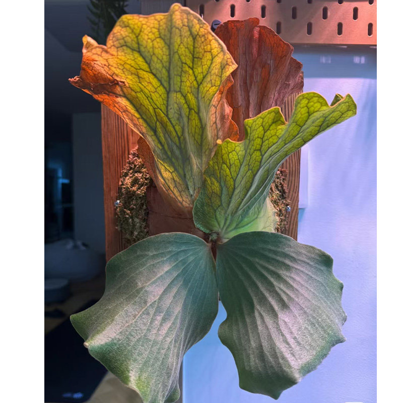 一物一拍象耳鹿角蕨platycerium elephantotis网红热植18种原生鹿