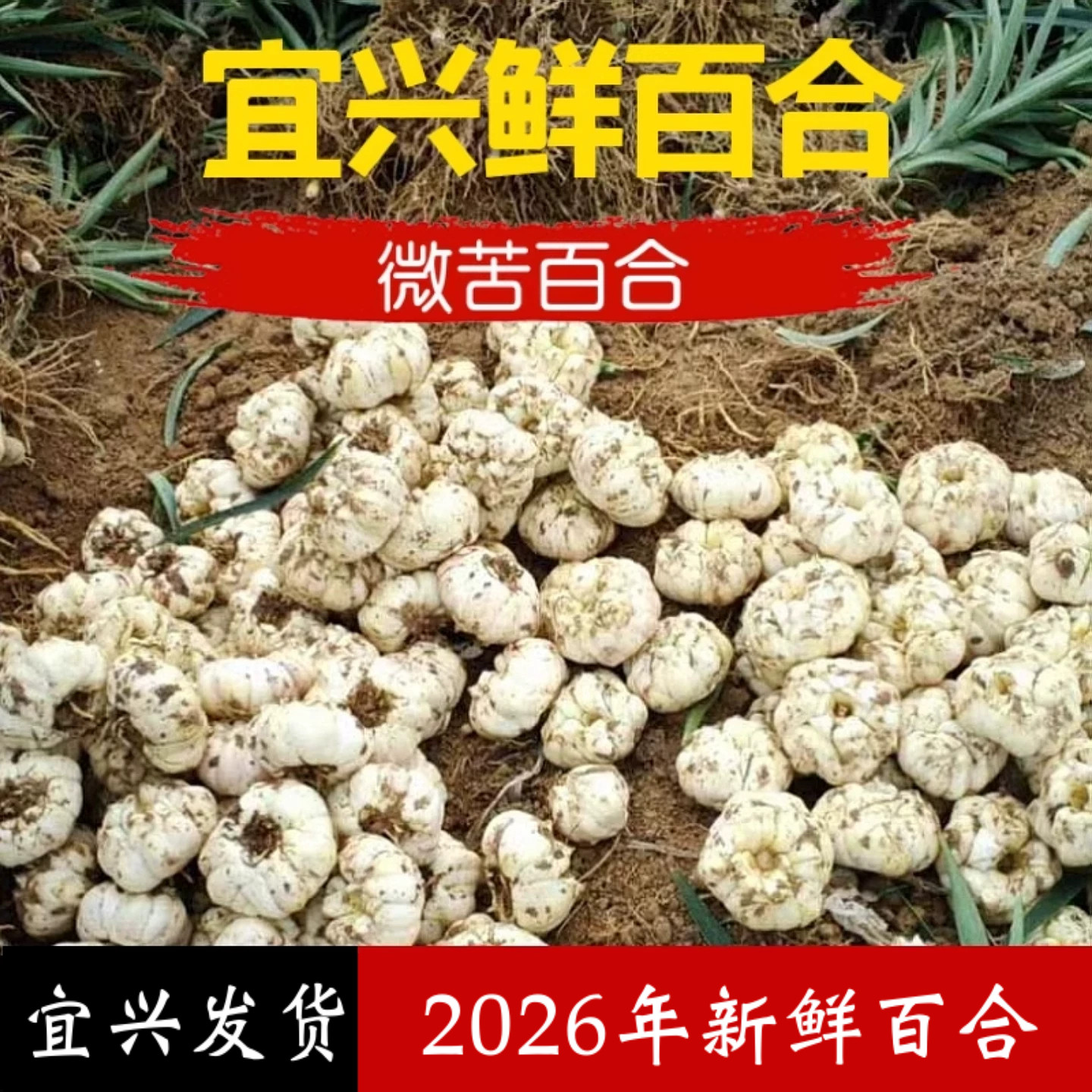 2026年宜兴百合1斤5个左右全国大部省份包邮食用微苦糯无硫新鲜