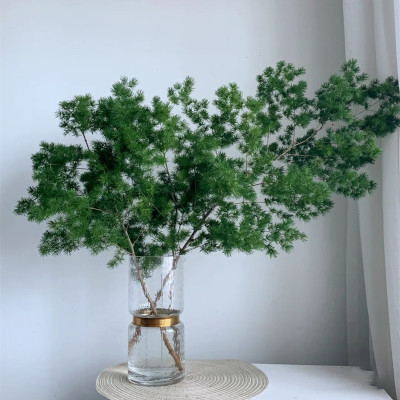 蓬莱松天堂鸟一叶兰叶高山羊齿