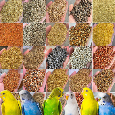 Natural Mixed Seeds Bird Seed Mix, Parrot Food Daily Blend