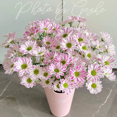 斑纹小雏菊10支云南新鲜鲜花 全店任意两件顺丰京东包邮