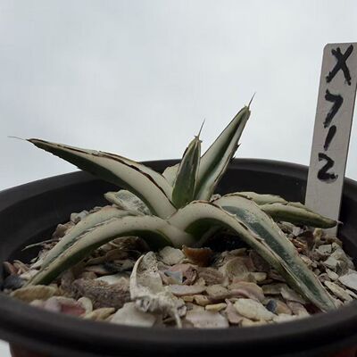 露养阳台多肉沙生龙舌兰冰山园艺