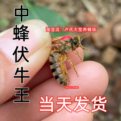 广西新开产中蜂伏牛王种土王高产蜜蜂双色土蜂阿坝王红背产卵交尾