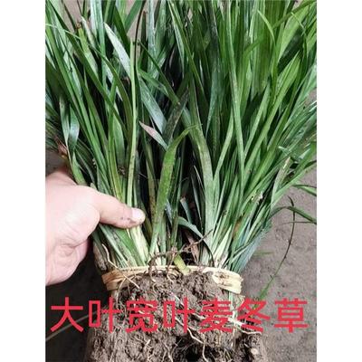 大叶麦冬草长宽叶麦冬草日本矮麦冬草玉龙草细叶麦冬草金边麦冬草