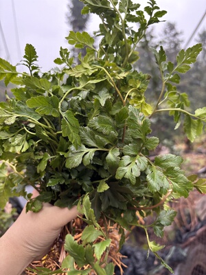 新鲜一朵云小春花中药材贵州阴地蕨包邮正宗原生态冬生草郎萁细辛