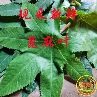 现采蓖麻叶新鲜蓖麻子叶