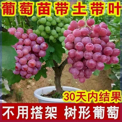 蓝宝石落叶正宗葡萄苗好活矮化的