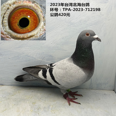 2023年台湾北海台鸽 台湾鸽 天落台鸽 赛鸽 种鸽