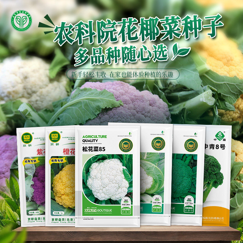 农科院菜花种子紫花椰菜黄色花菜松花菜西蓝花宝塔西兰苔蔬菜籽孑