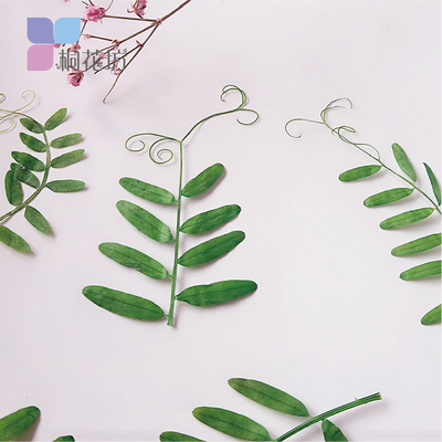 马豆叶 绿叶麻豆叶干花滴胶手机壳DIY押花压花材料植物标本花材