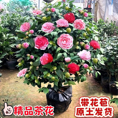 四季香妃茶花盆栽带花苞浓香型庭院室内好养五色赤丹树苗花卉植物