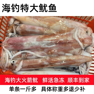 海钓大管大鱿鱼活冻火箭鱿需称重