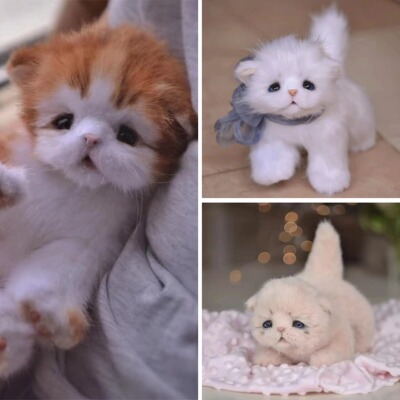 （自动发货）小猫咪图纸制作视屏教程外文