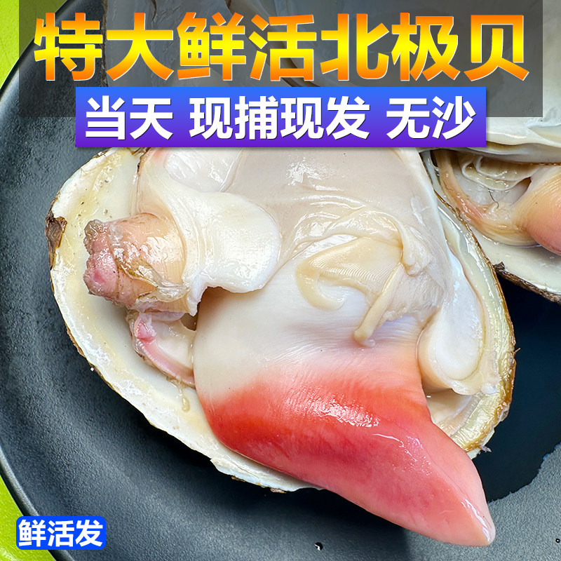 北极贝鲜活超大刺身级加热即食海鲜水产新鲜捕捞全壳特大贝类500g